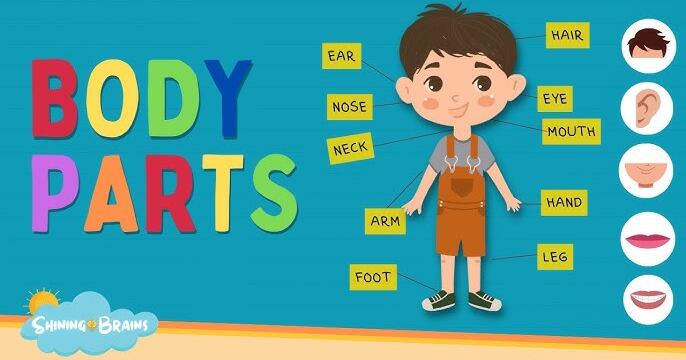 Parts of the body. Prepare 5. | Тест на 12 запитань. Англійська мова