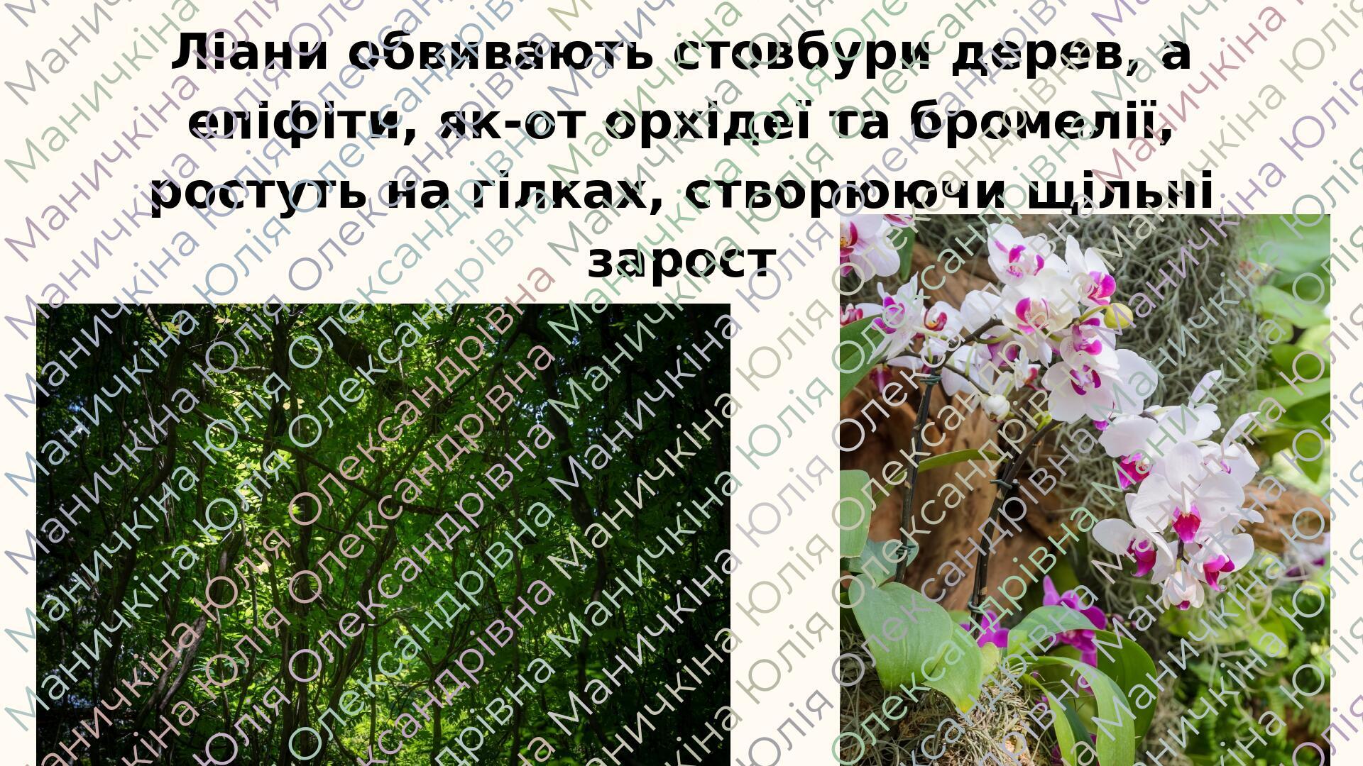 ТЕМА УРОКУ : Природні зони Південної Америки | Презентація. Географія