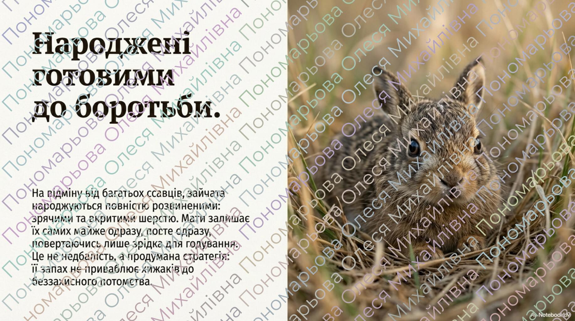 Світ зайців. По той бік міфів. | Презентація. Довкілля