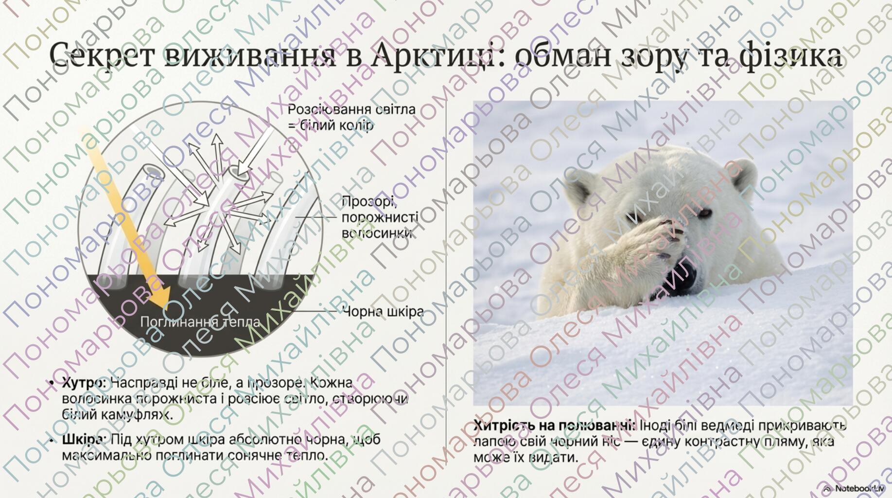 Дивовижний світ ведмедів | Презентація. Довкілля