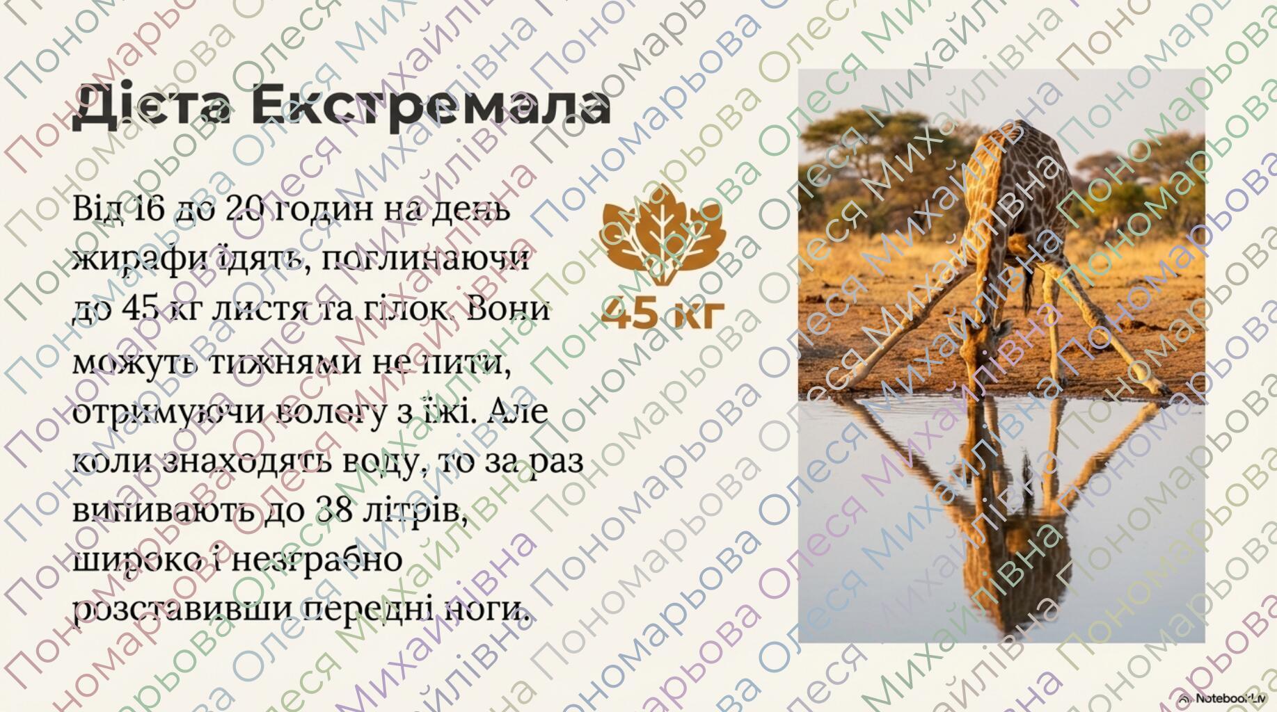 Анатомія дива. Жираф. | Презентація. Довкілля