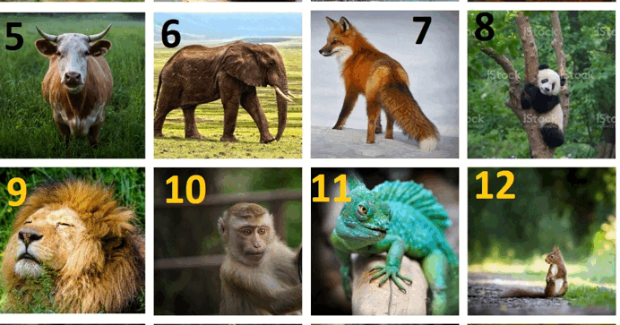 Amazing animals "Prepare 6" НУШ | Тест на 10 запитань. Англійська мова